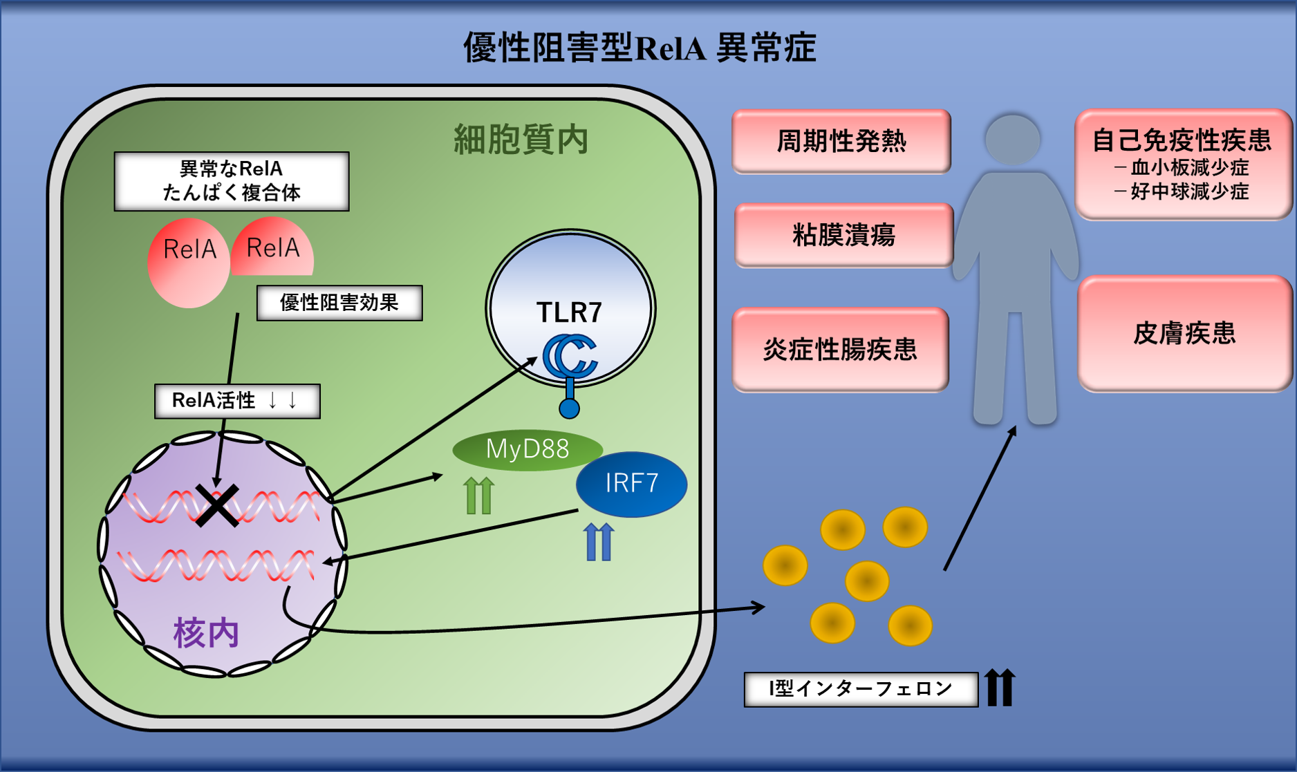 特定遺伝子の異常による新規の免疫異常症を発見 ～RelA異常症の治療法の選択、I型インターフェロン制御機構の解明へ～ - 東北大学病院